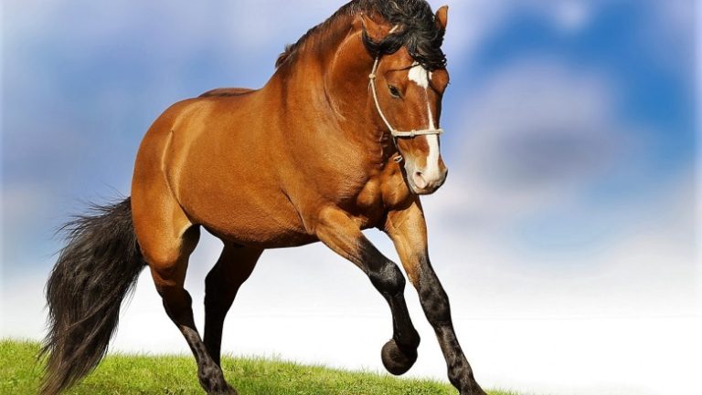 20 de septiembre: Día del Caballo en Argentina. – TU RADIO AMIGA